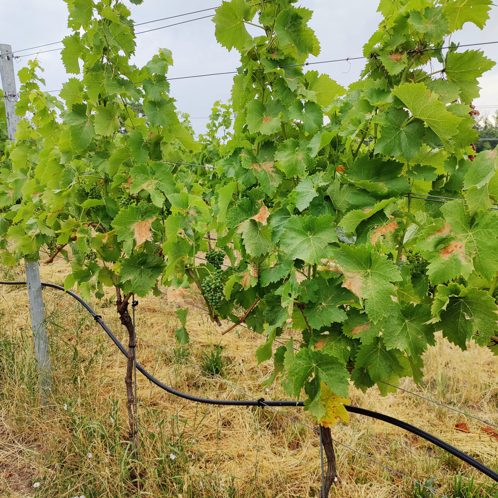 Weinbau und Weinwirtschaft - Rebe & Wein