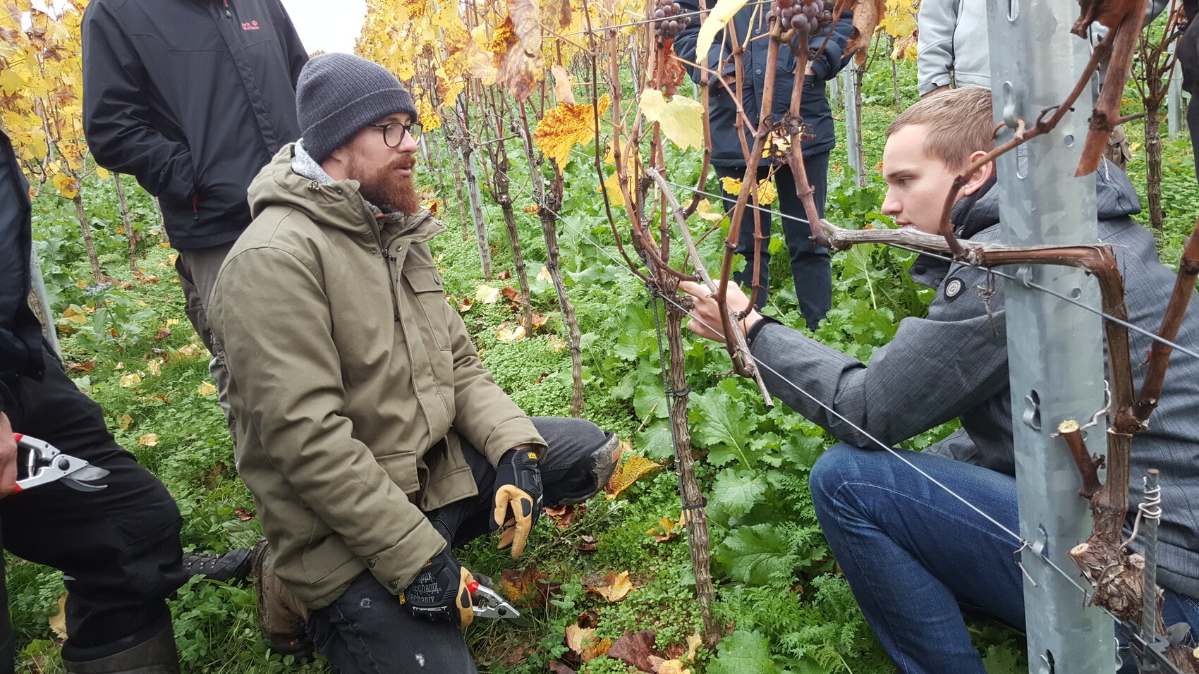 Setzen Sie bereits die Methode des sanften Rebschnitts auf Ihrem ...