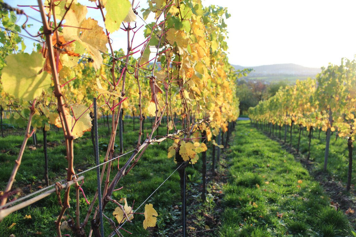 Kaliumphosphonat für den ökologischen Weinbau - Rebe & Wein