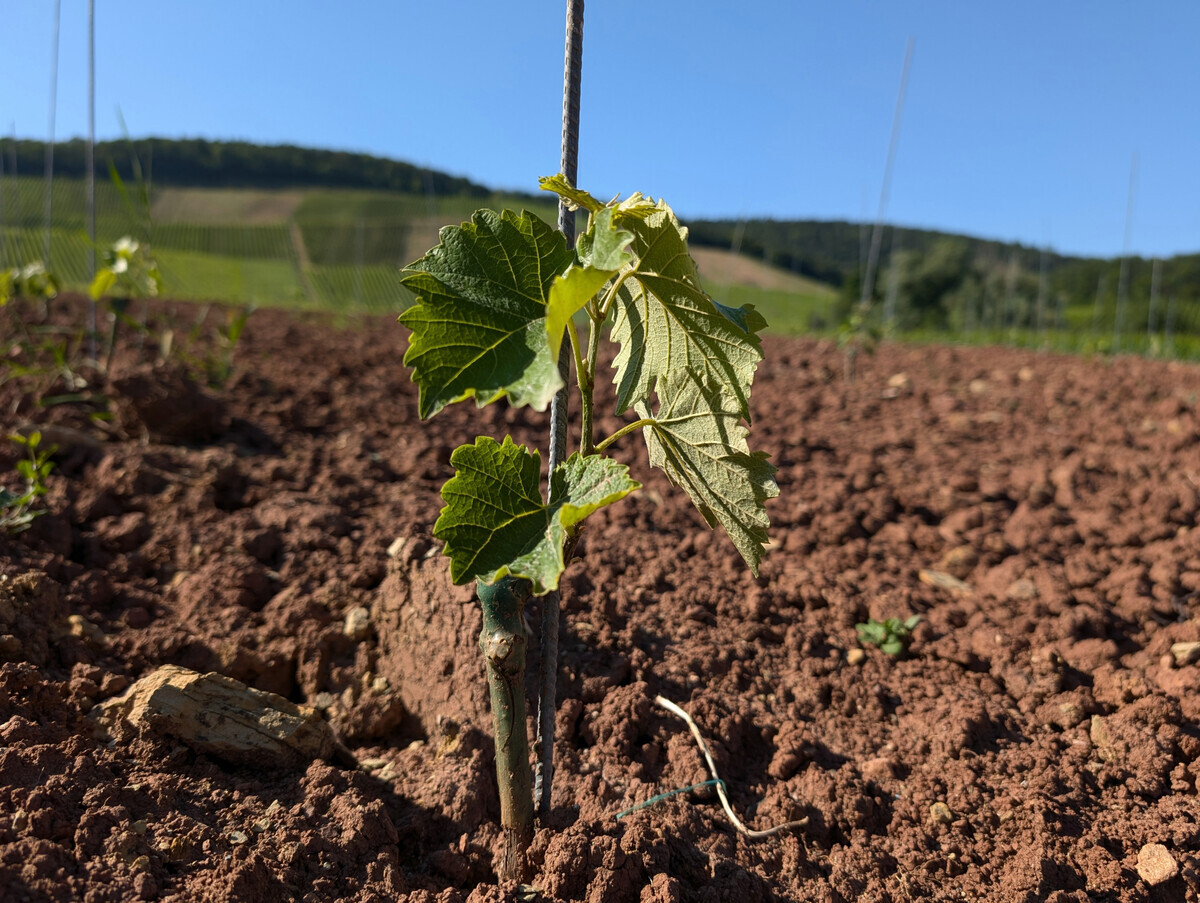 309 Hektar mehr in 2024 - Rebe & Wein