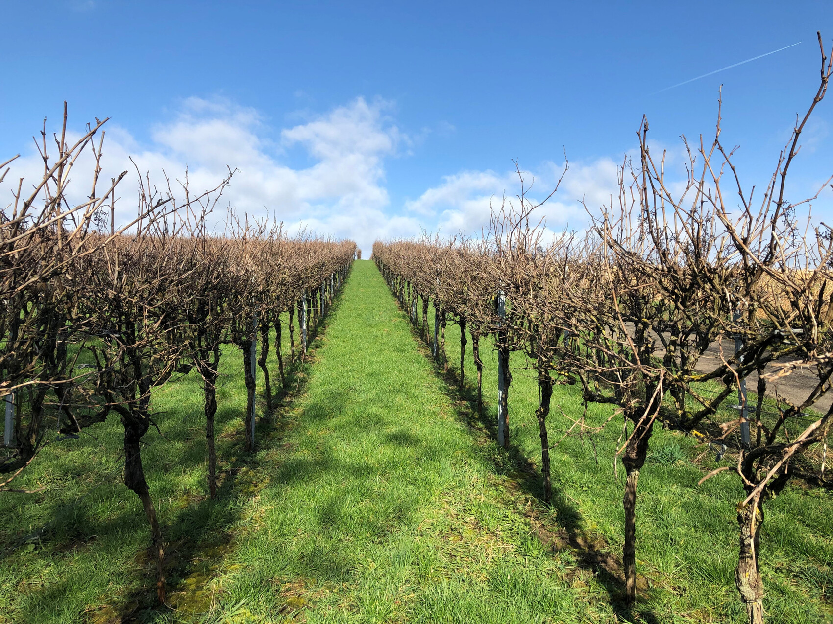 Weinbau und Weinwirtschaft - Rebe & Wein