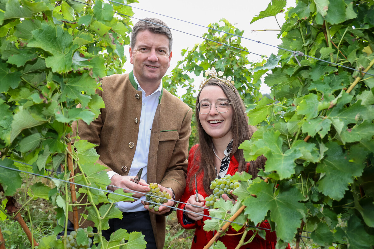 Weinlese 2024 ist eröffnet - Rebe & Wein