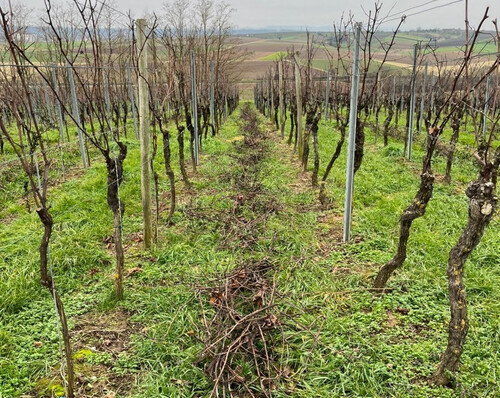 Weinbau und Weinwirtschaft - Rebe & Wein