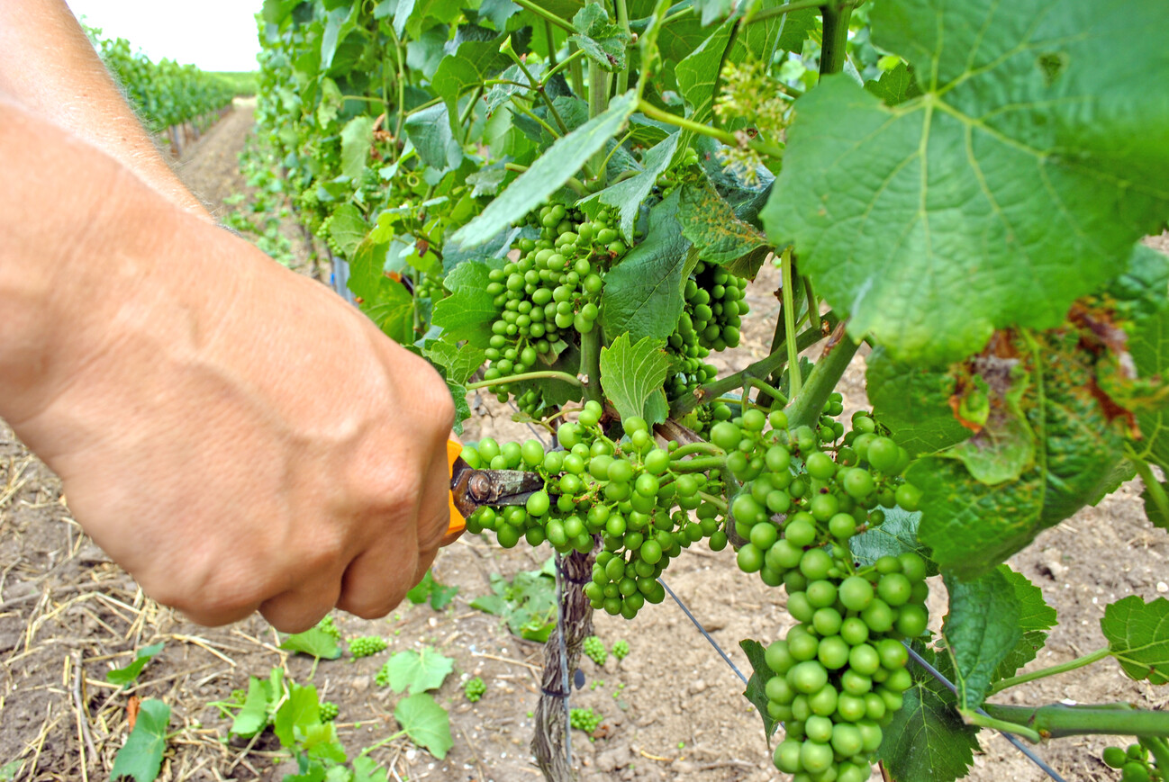 Weinbau und Weinwirtschaft - Rebe & Wein