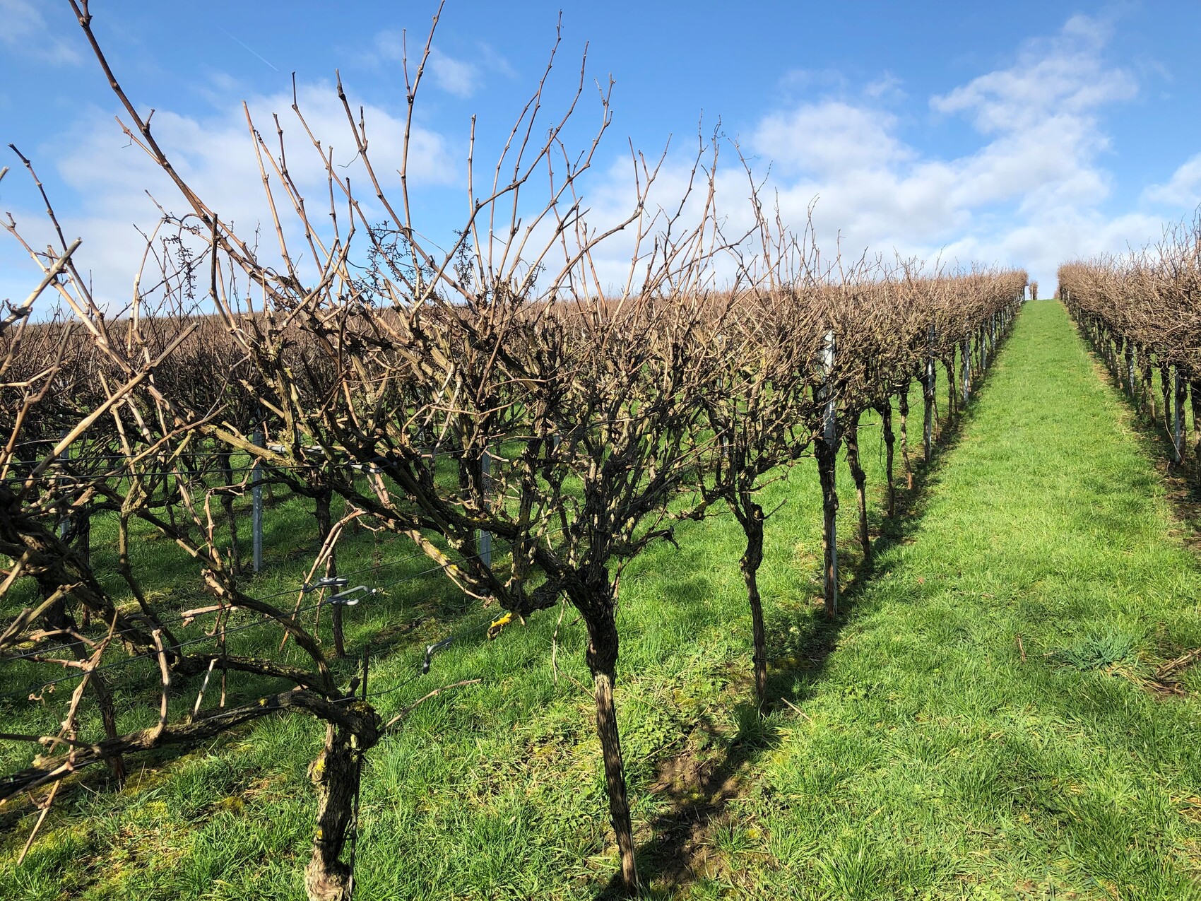 Weinbau und Weinwirtschaft - Rebe & Wein