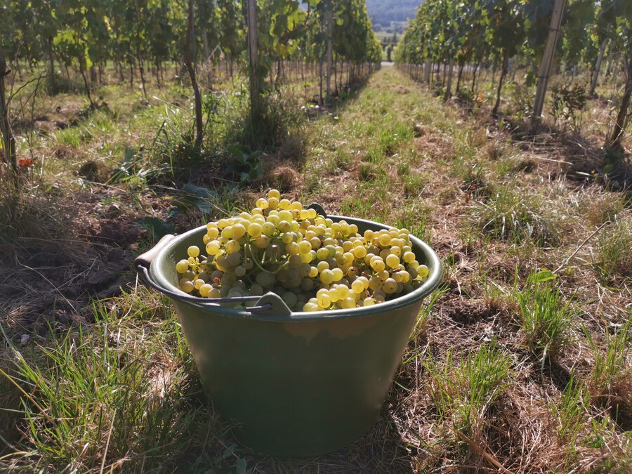 Weinbau und Weinwirtschaft - Rebe & Wein