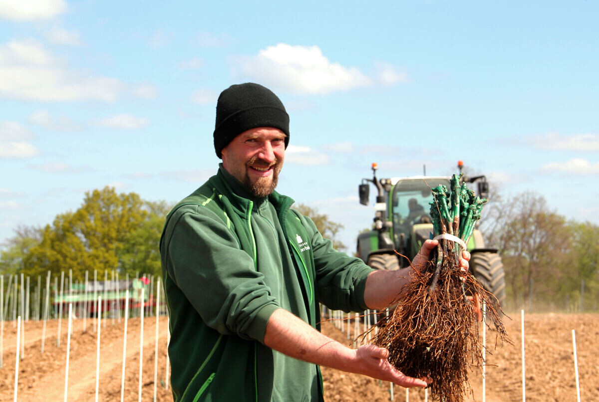 Meilenstein in Wackerbarths Weinbergen erreicht - Rebe & Wein